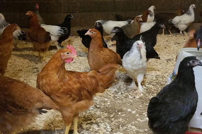 Schaefer Farms | Hunterdon County, New Jersey