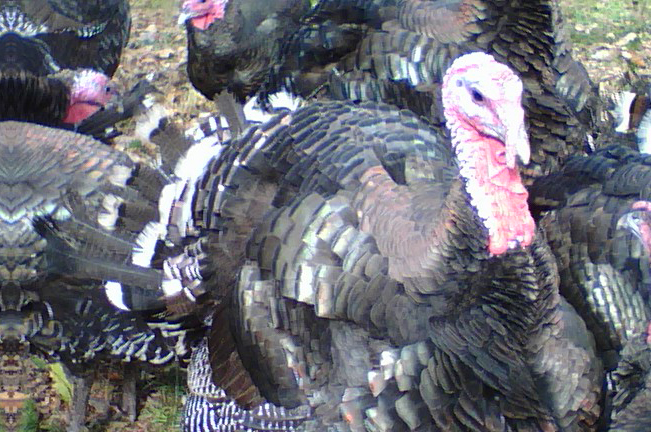 Schaefer Farms | Hunterdon County, New Jersey